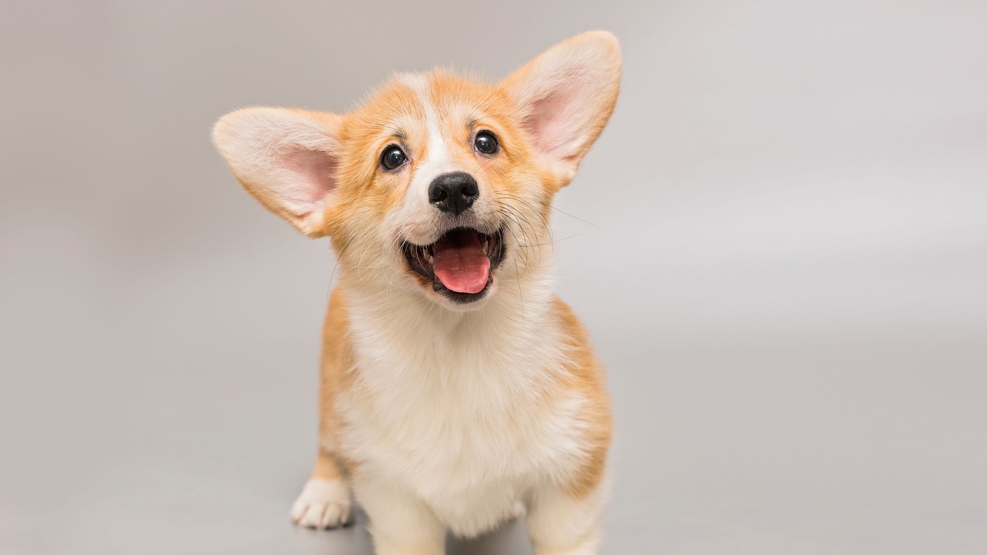 Animal Medical Center Client Survey | Animal Medical Center
