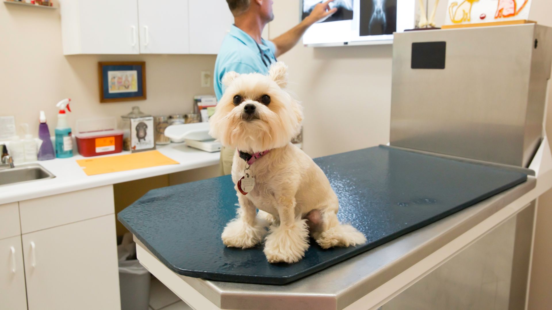Pet Radiology In Trappe, PA 19426 | Animal Medical Center