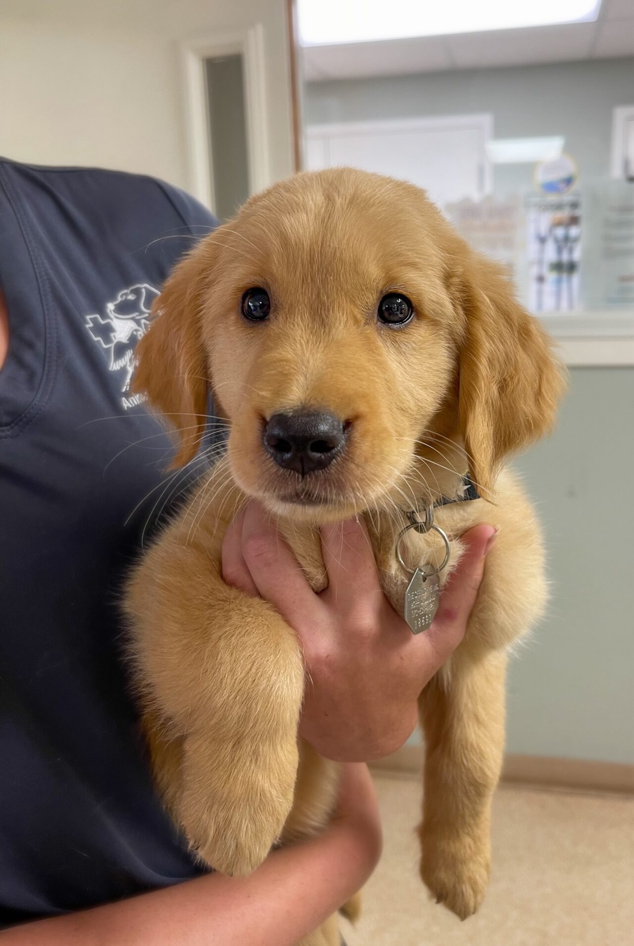 Best Vet Hospital In Trappe PA 19426 | Animal Medical Center